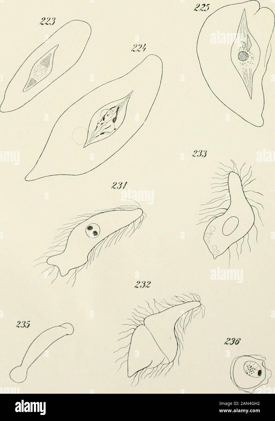 Opalina : son anatomie et sa reproduction, avec une décription des ...