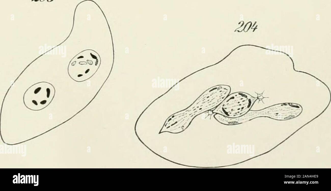 Opalina : son anatomie et sa reproduction, avec une décription des ...