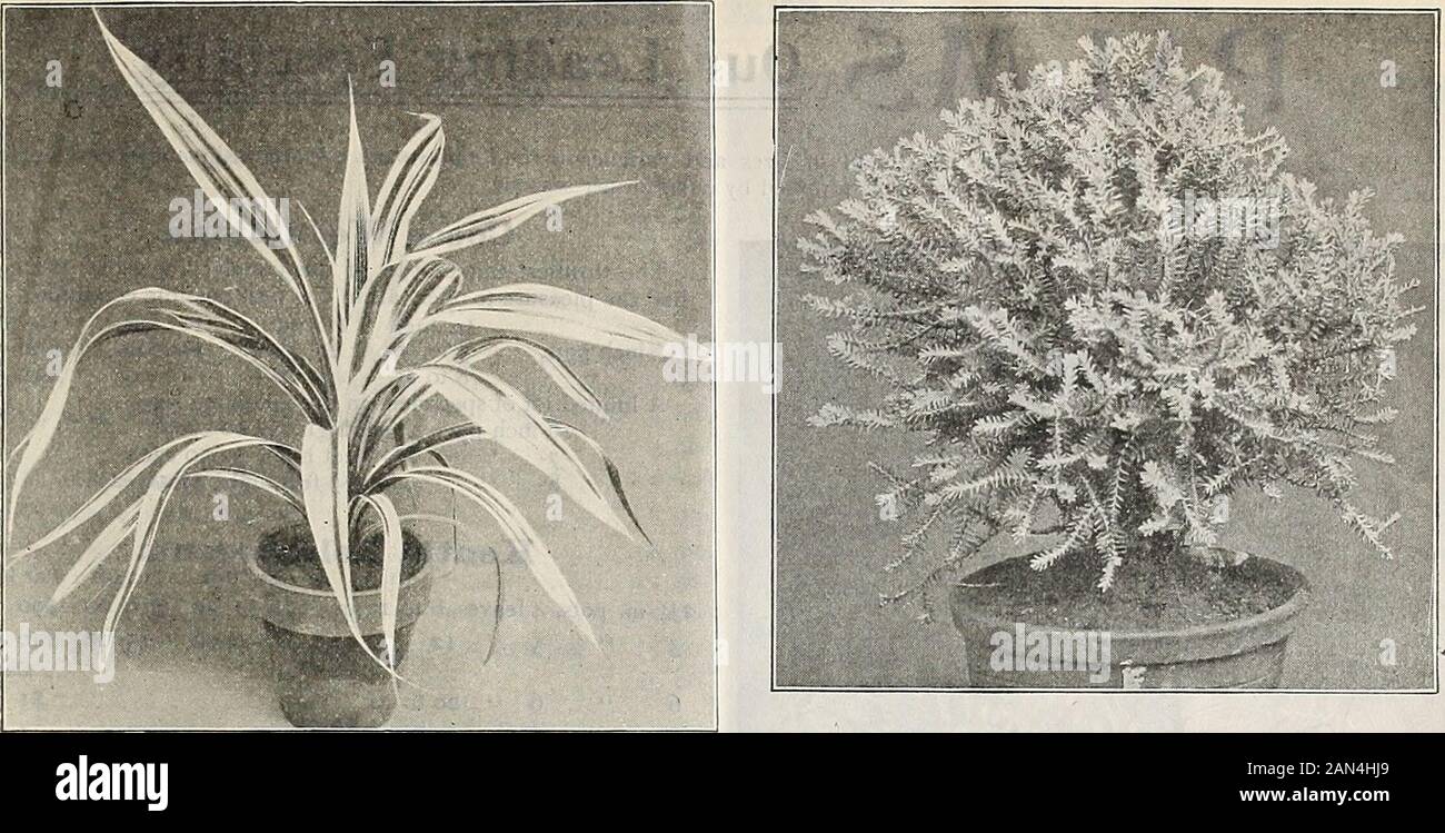 Musa rosea Banque de photographies et d’images à haute résolution - Alamy