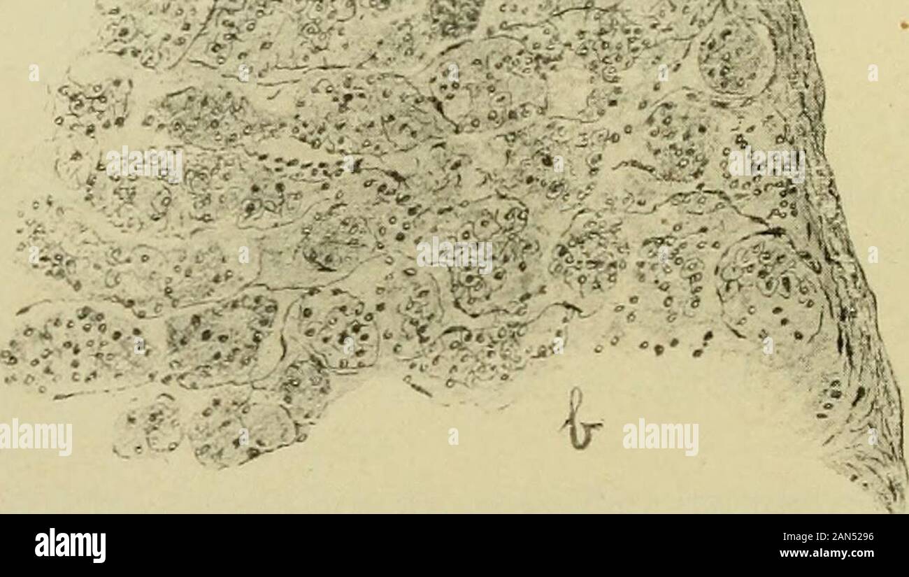 Colonne rénale Banque de photographies et d’images à haute résolution ...