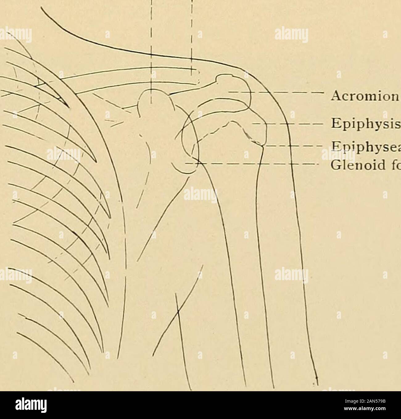 Normal shoulder x ray Banque de photographies et d’images à haute ...