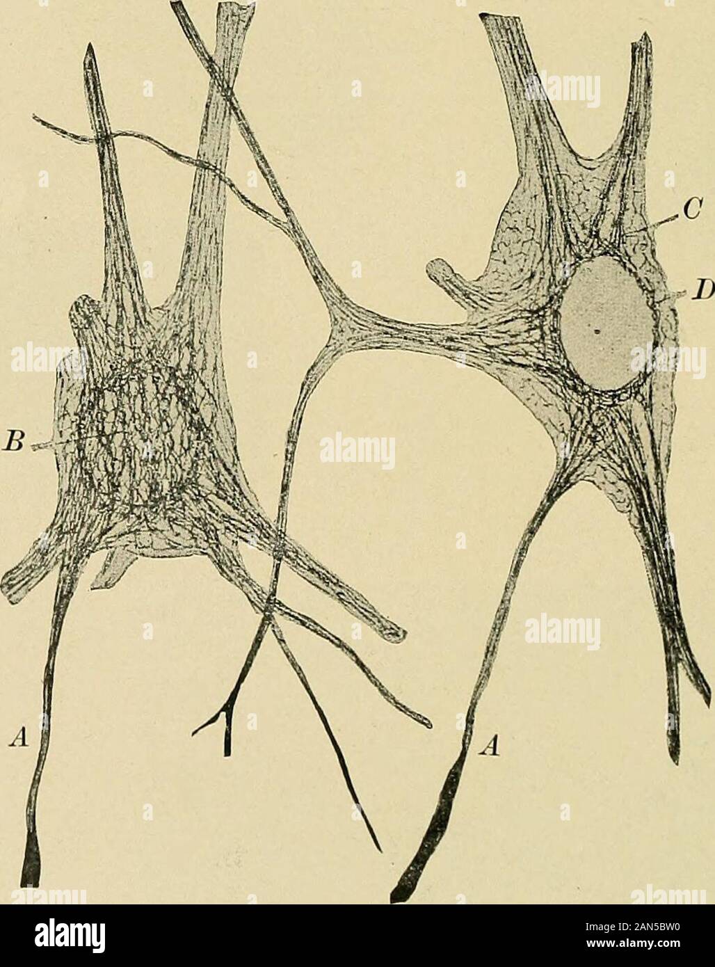 Devenir plus mince Banque de photographies et d’images à haute ...