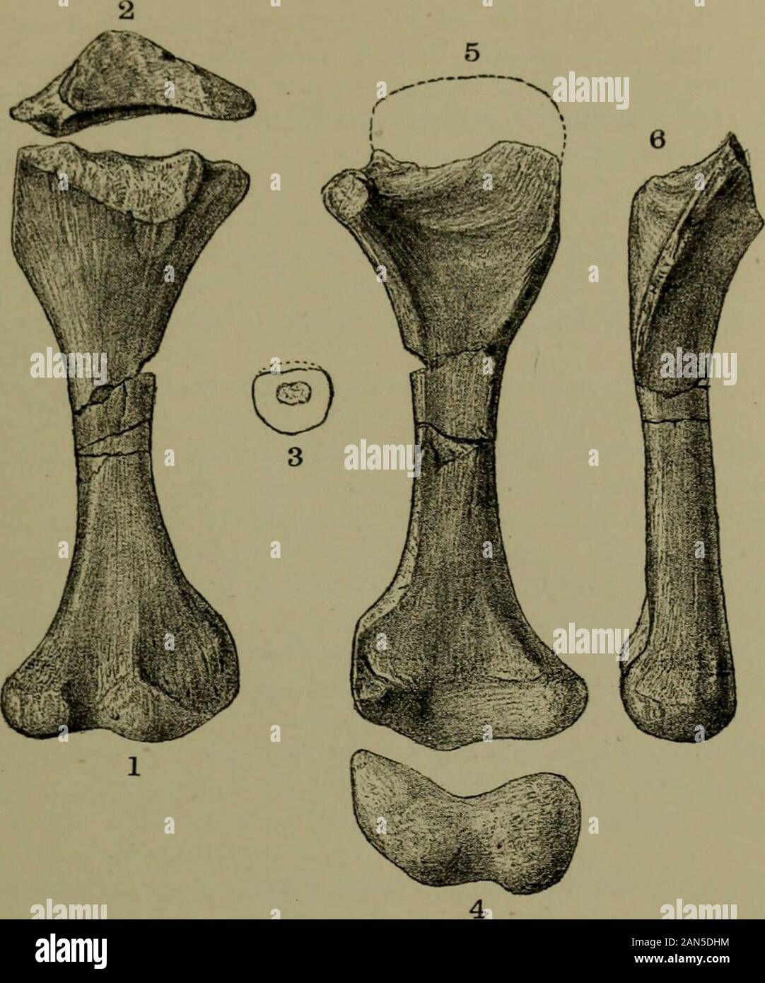 Le journal trimestriel de la Société géologique de Londres . plis ...