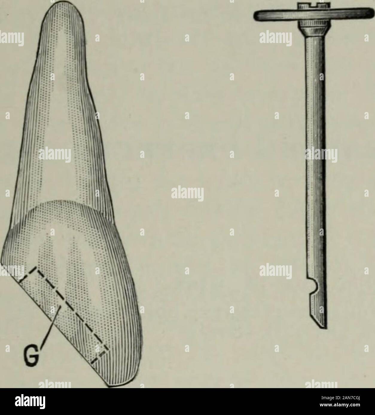 Labial plate Banque de photographies et d’images à haute résolution - Alamy