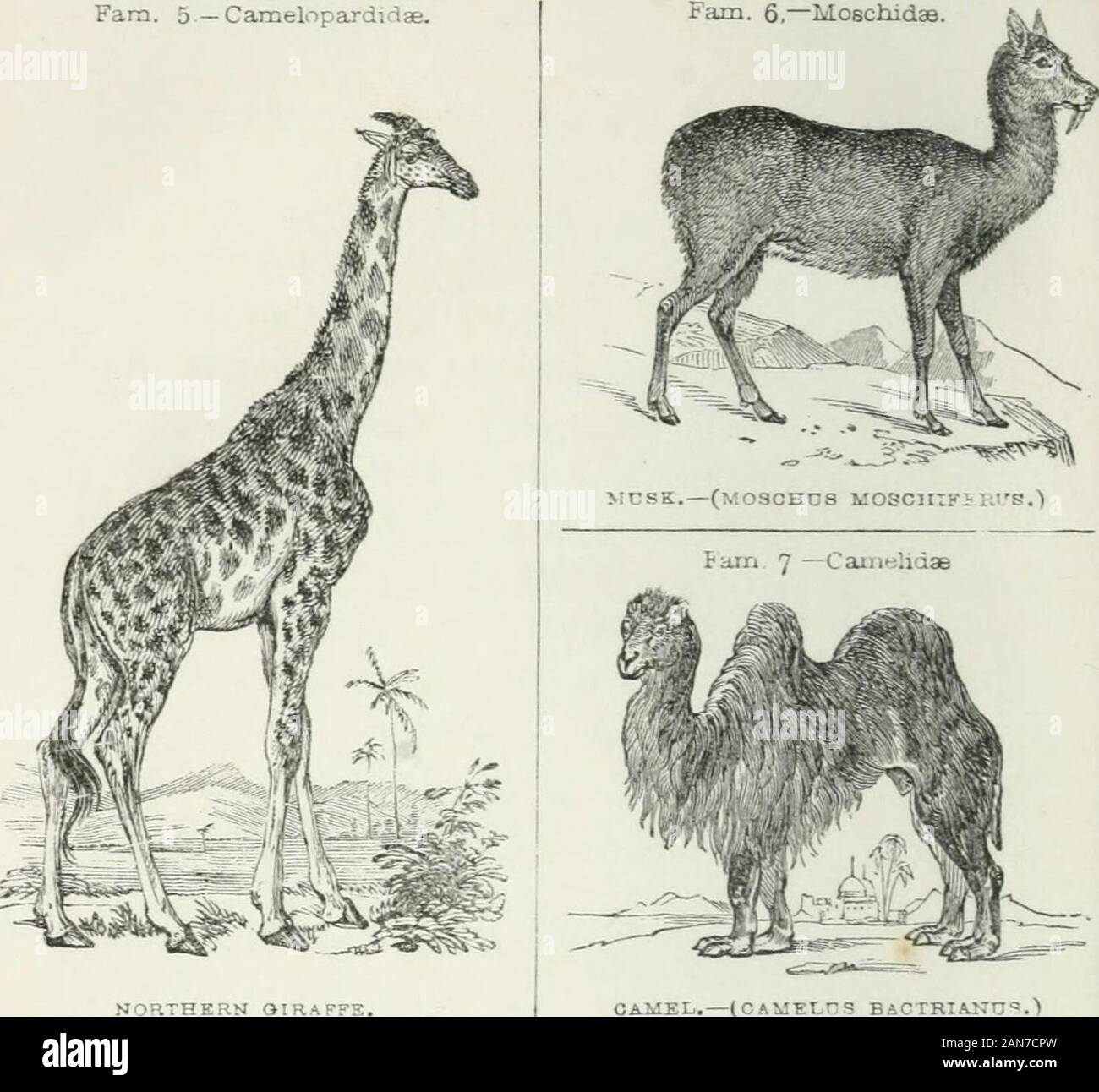 Le tremplin vers l'histoire naturelle : le retour ou vertébrés os ...