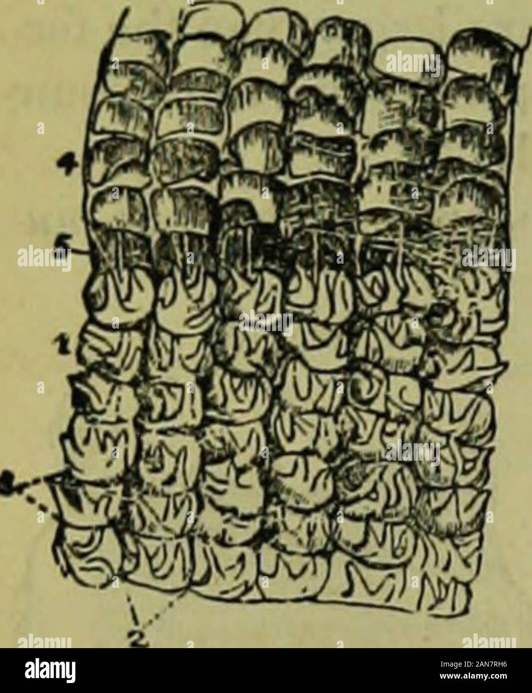 L'établissement thermal encyclopédie : un système d'hygiène et de l ...