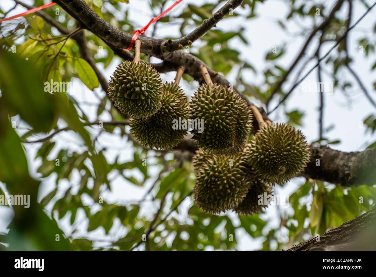 Arbre durian avec des fruits Banque de photographies et d’images à ...