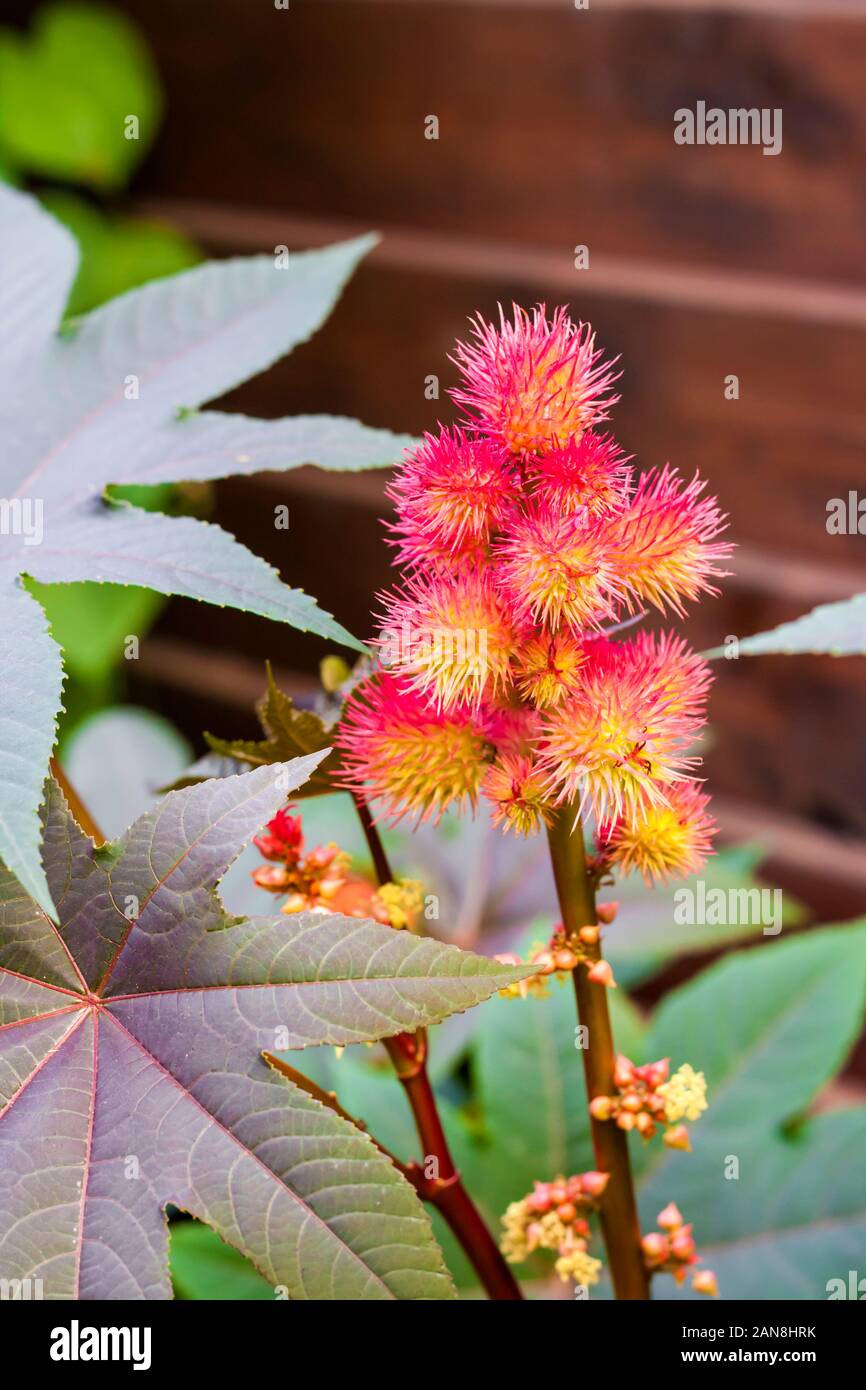 Poison de ricinus communis Banque de photographies et d’images à haute ...