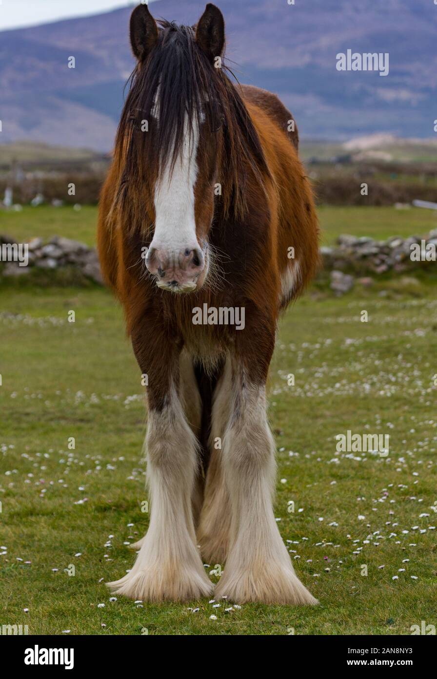 Irish cob horses Banque de photographies et d’images à haute résolution ...