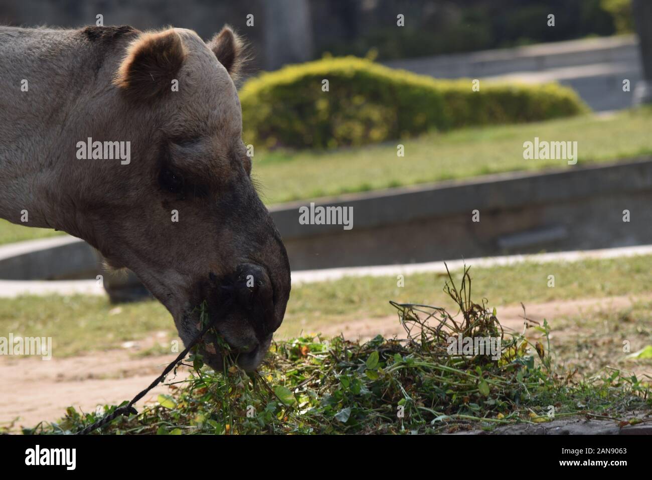 Manger du chameau Banque de photographies et d’images à haute ...