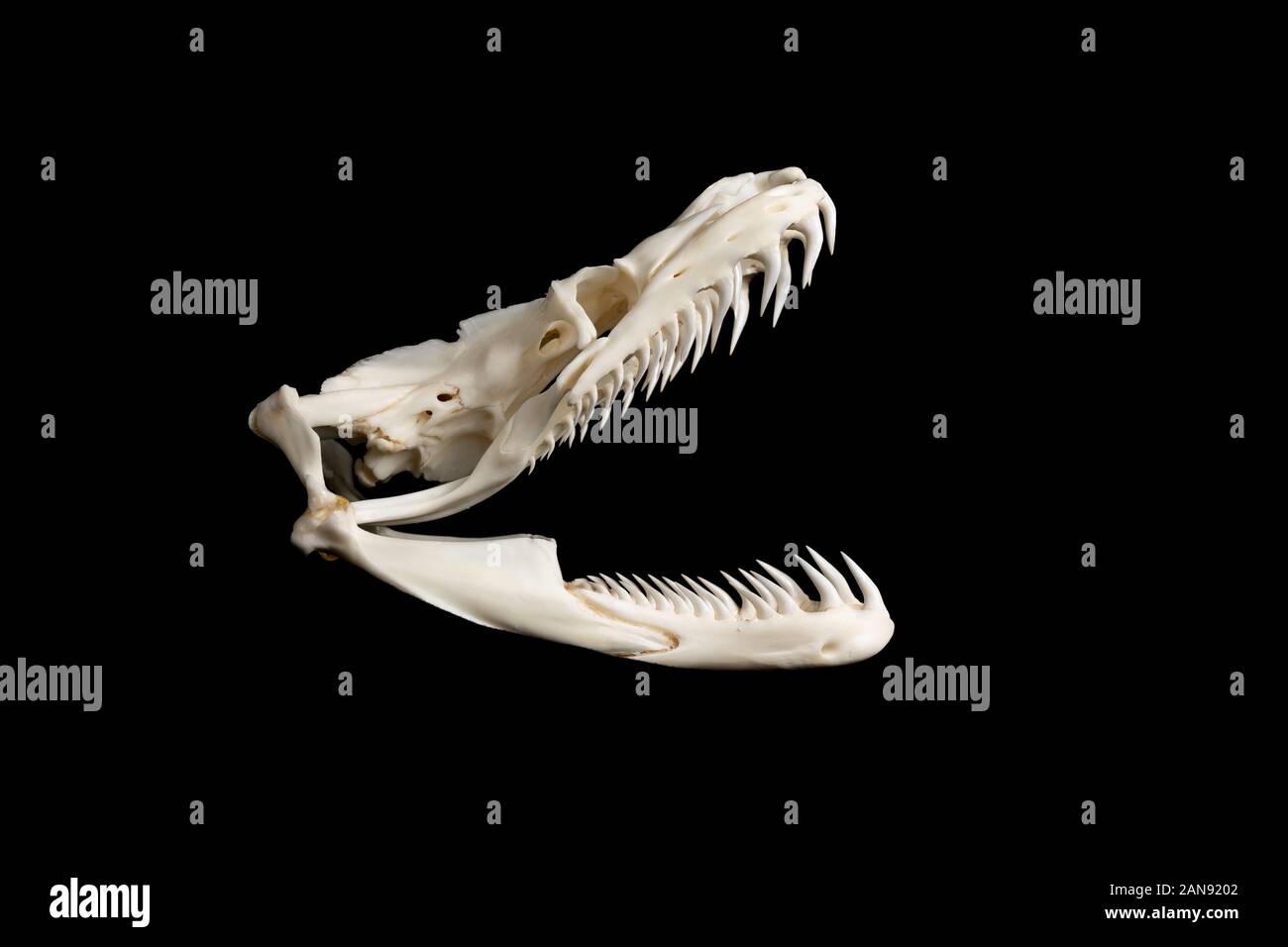Squelette De Serpent Banque d'image et photos - Page 2 - Alamy