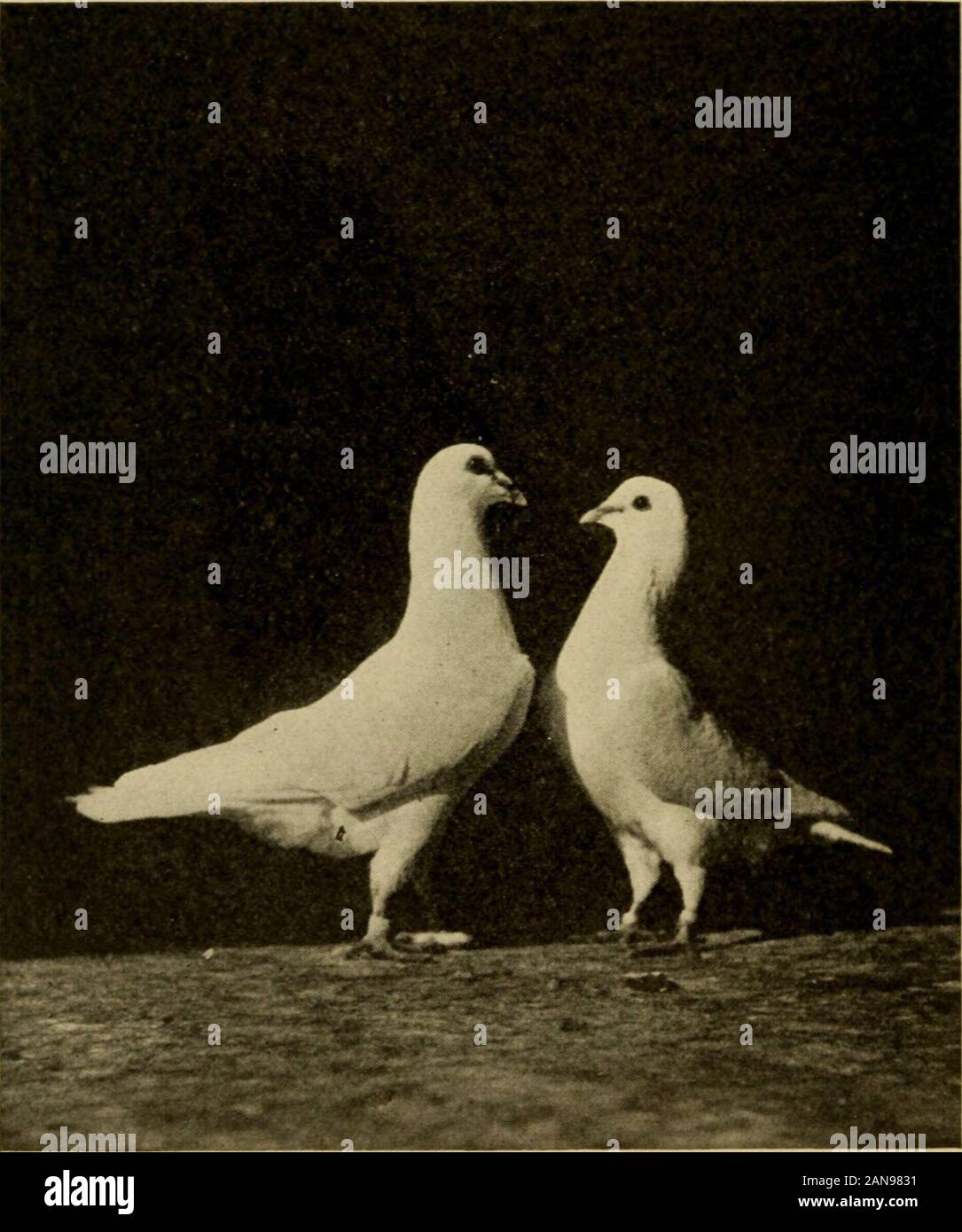 Carneau pigeons Banque de photographies et d’images à haute résolution ...