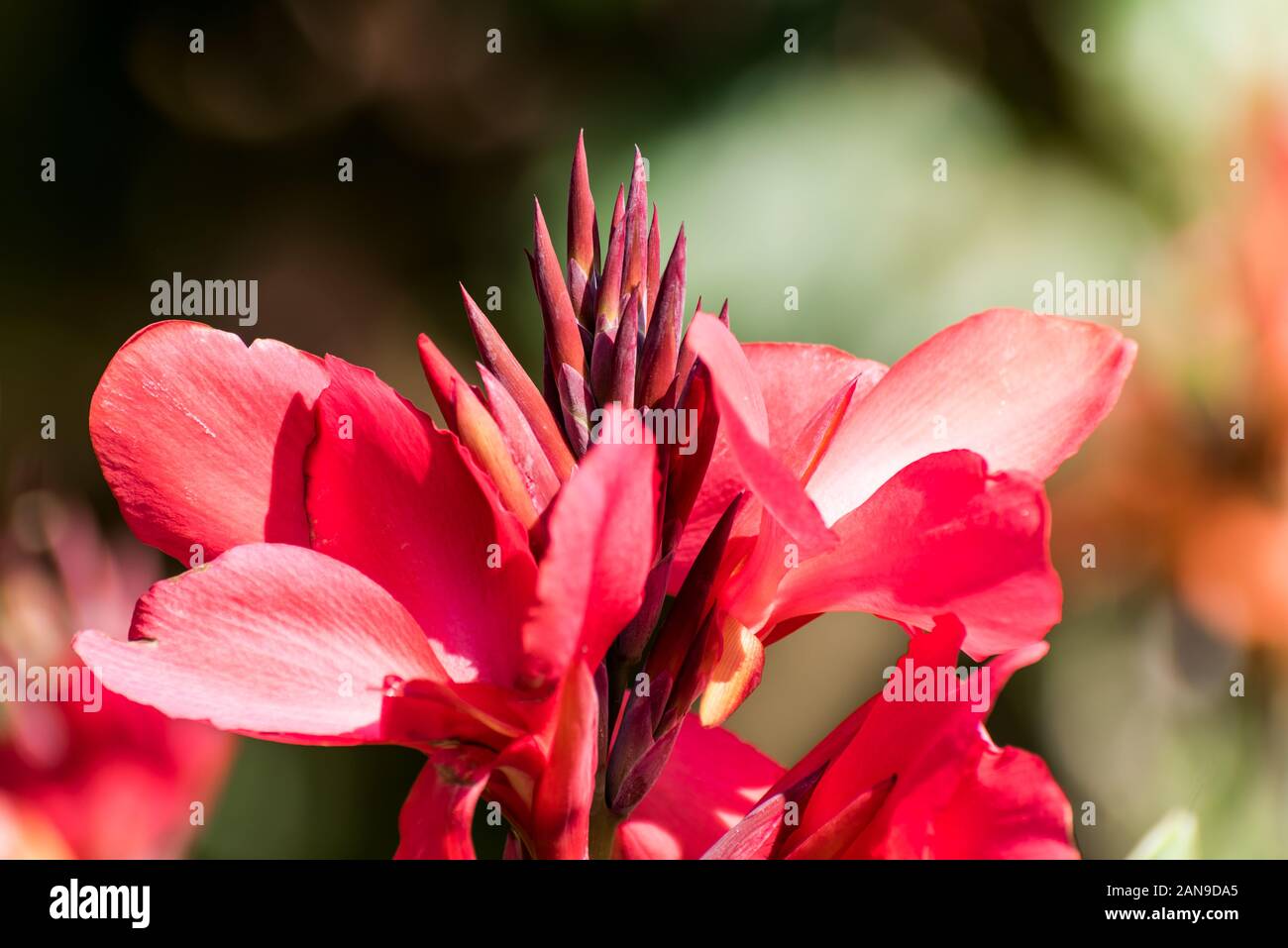 Canna indica rose, communément connu sous le nom de Indian shot ...