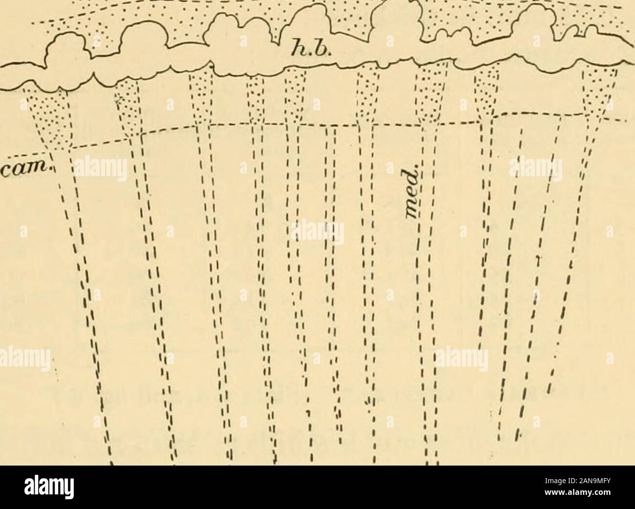 Pointe percée Banque de photographies et d’images à haute résolution ...