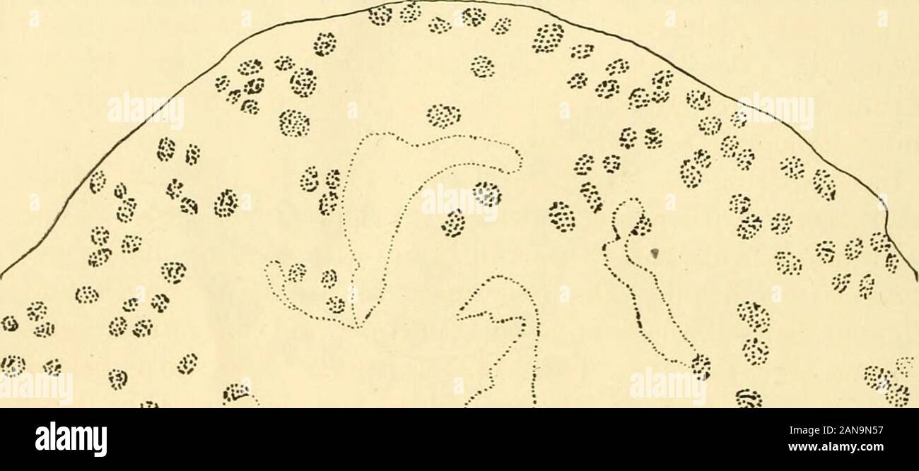 Les ovocytes Banque de photographies et d’images à haute résolution - Alamy