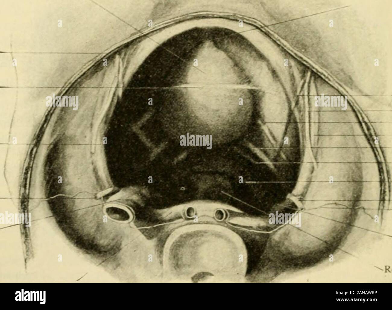 Peritoine femme Banque de photographies et d’images à haute résolution ...
