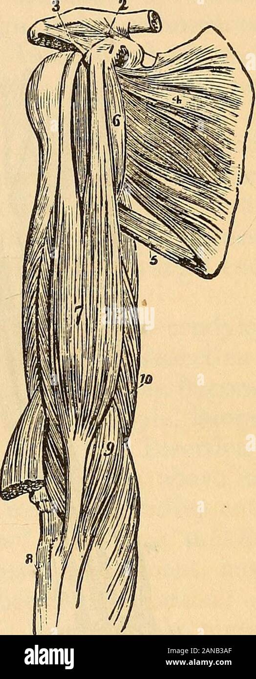 Intermuscular septa Banque de photographies et d’images à haute ...