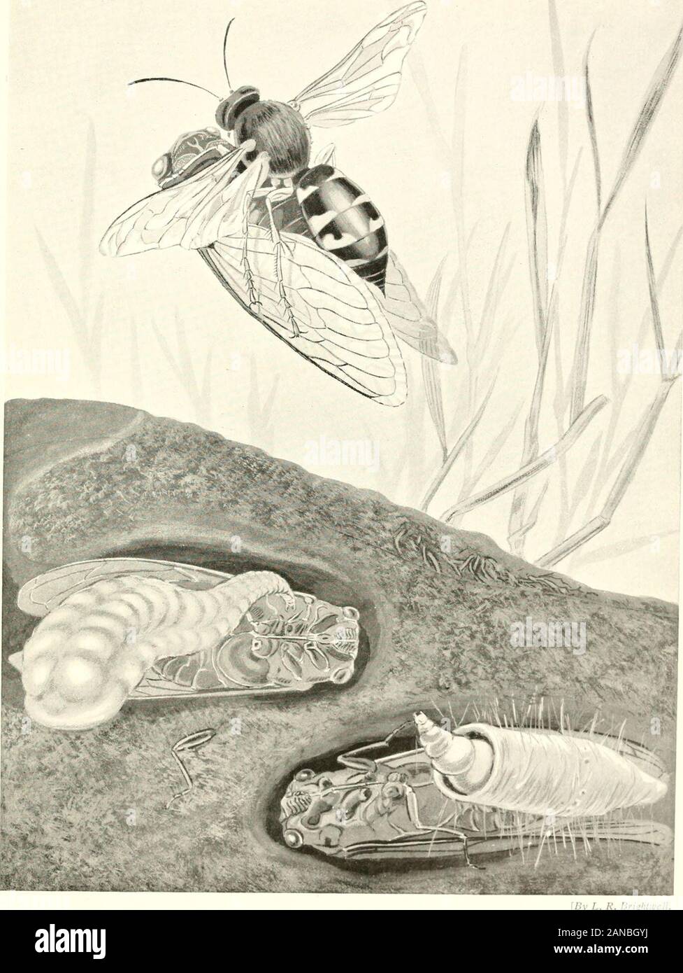 Cocon de cigale Banque de photographies et d’images à haute résolution ...