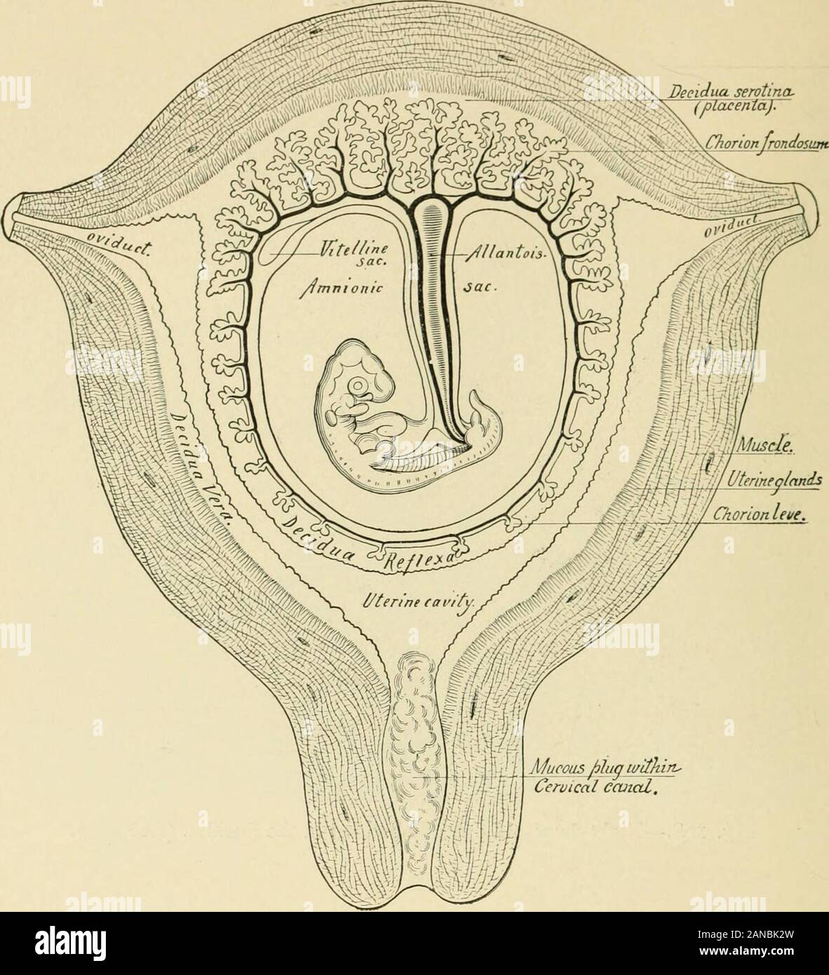 Bouchon muqueux Banque de photographies et d’images à haute résolution ...