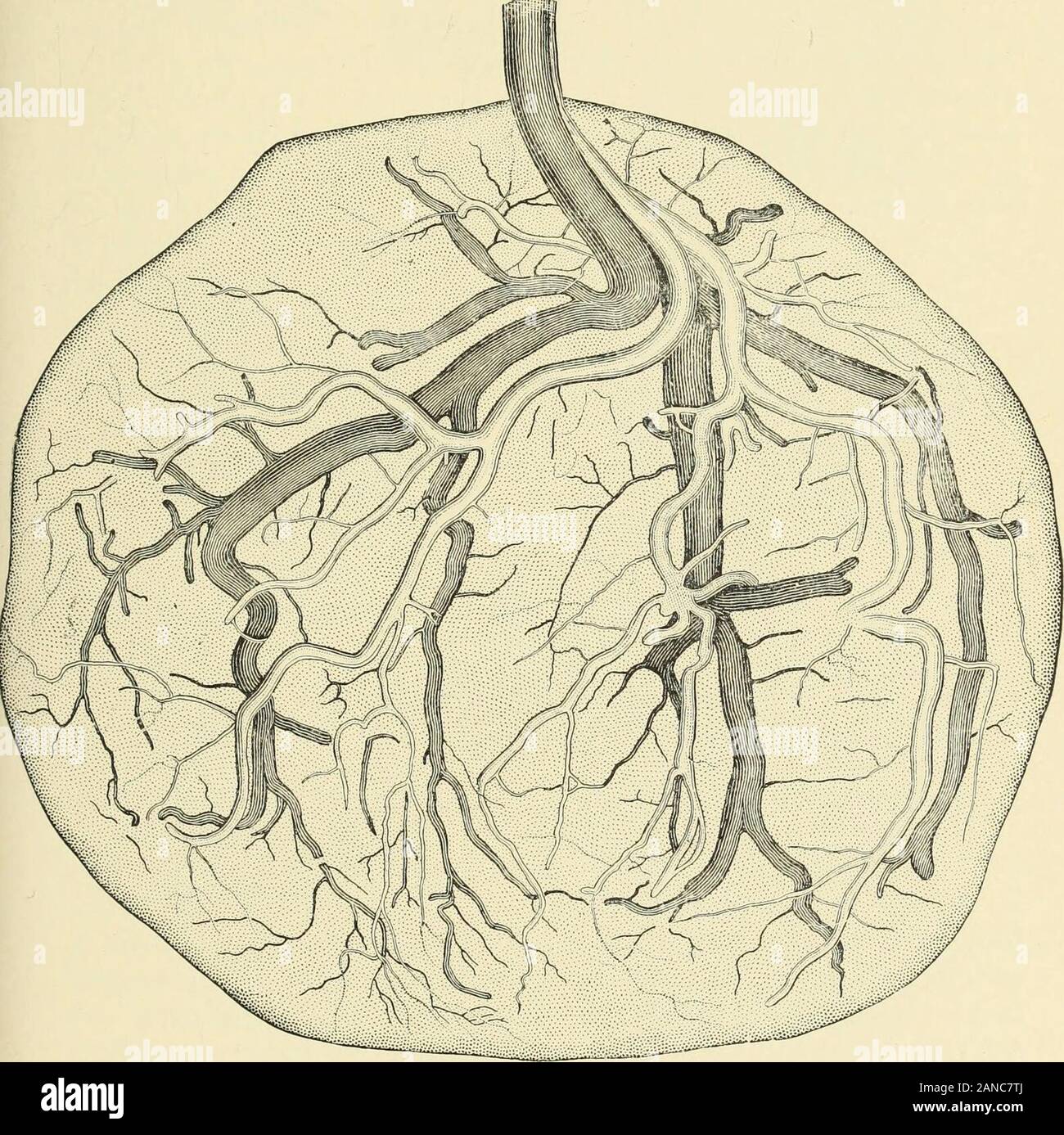 Chorion villeux de l'ovule Banque de photographies et d’images à haute ...