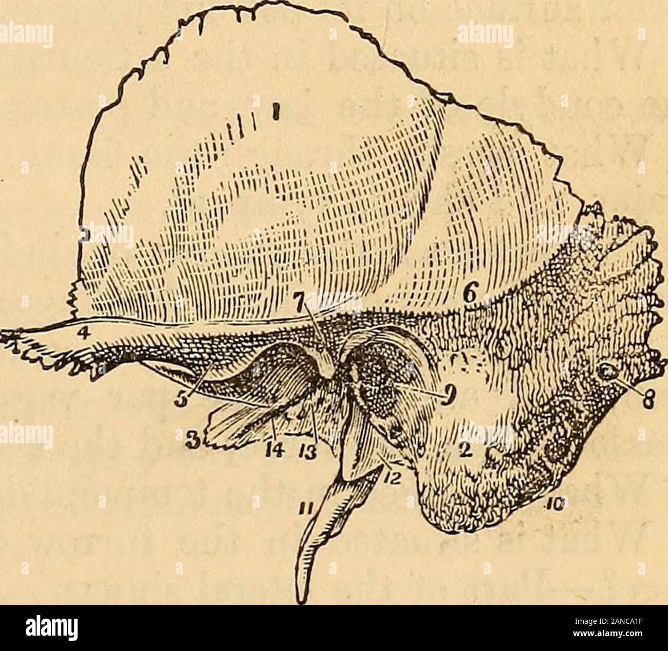 Suturas del craneo Banque de photographies et d’images à haute ...