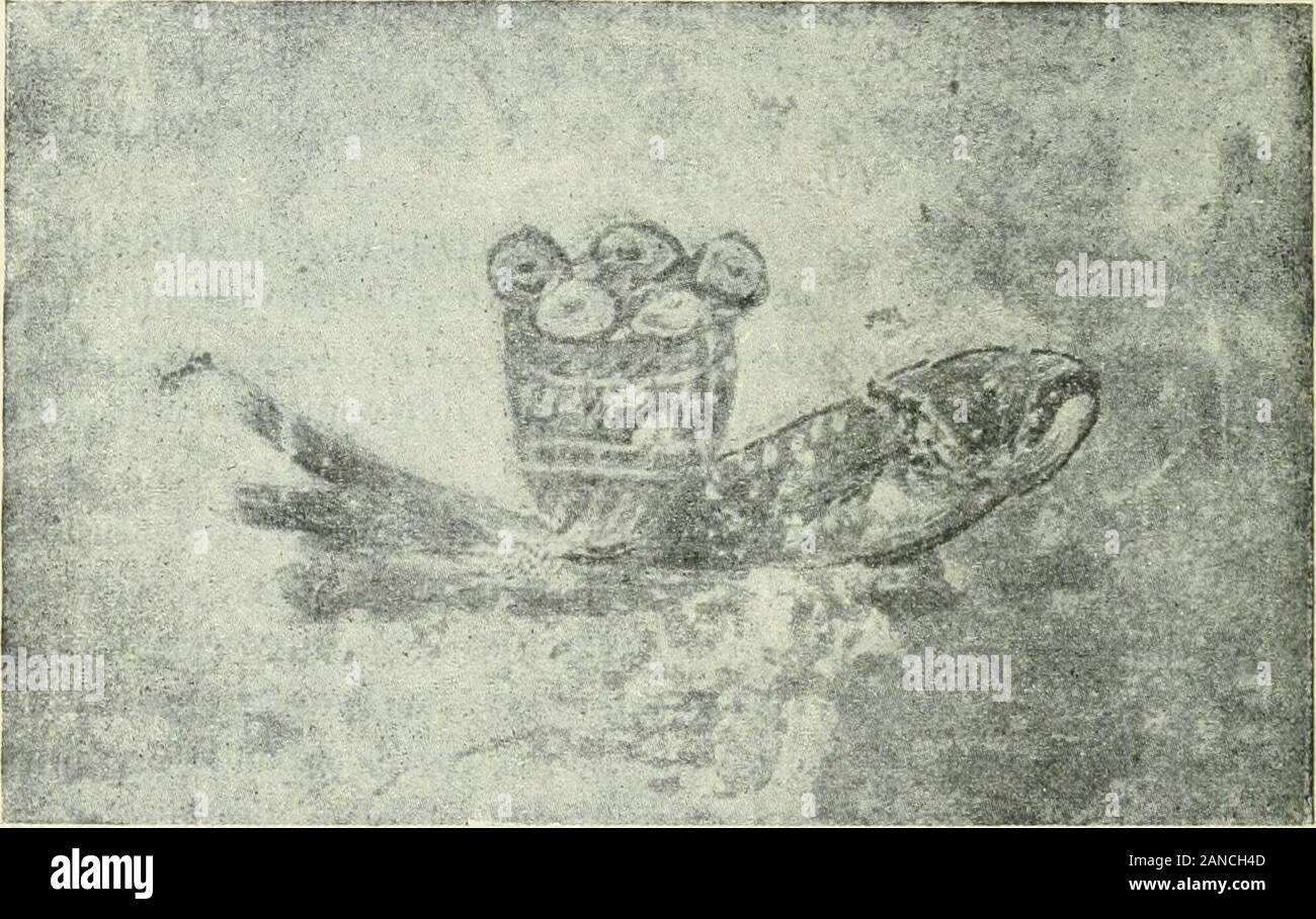 Éléments d'archéologie chrétienne .^rav tetur ratia ab iis quae sunt ...