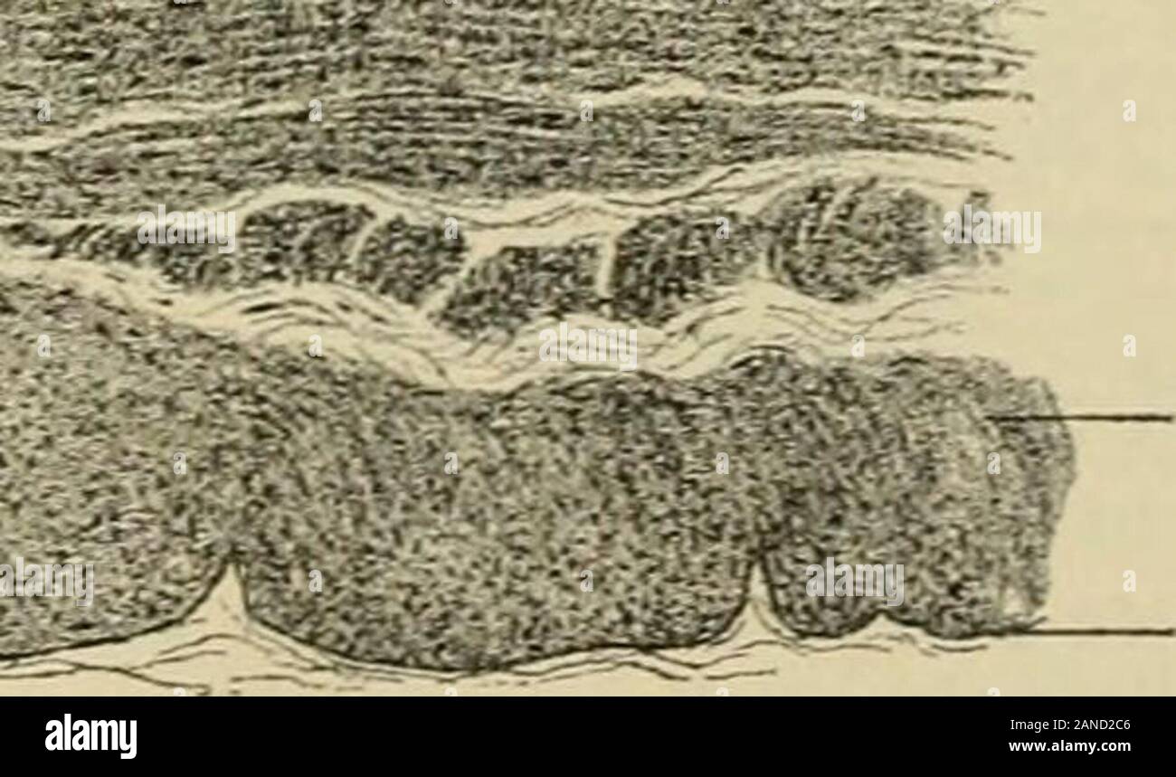 Couche musculaire circulaire Banque de photographies et d’images à ...