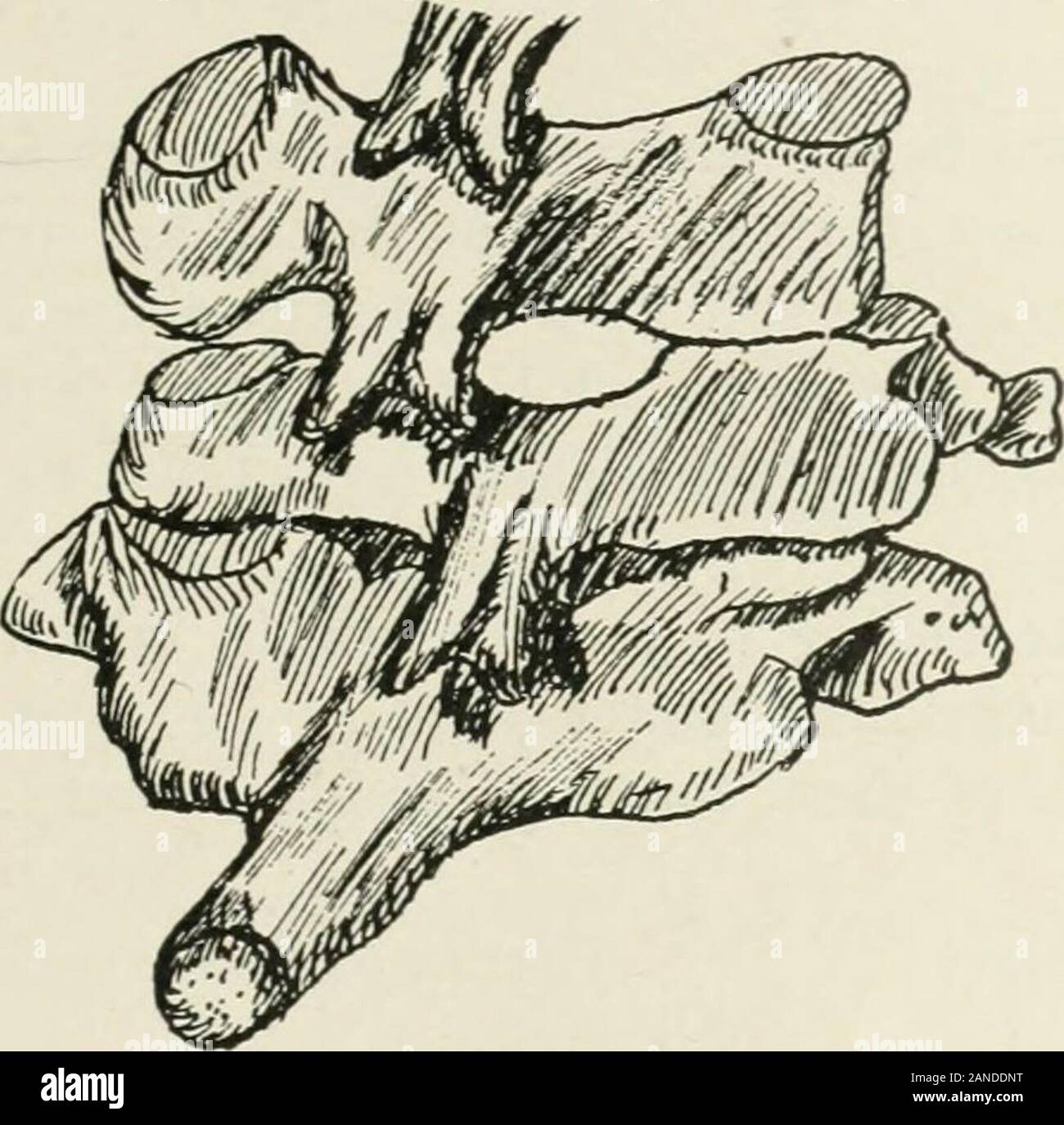 Principes et pratique de l'ajustement de la moelle épinière ; à l'usage ...