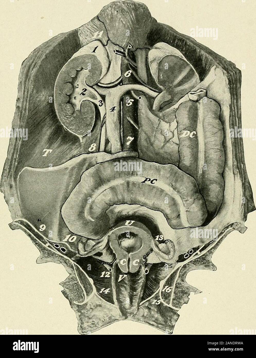 Ligament large de l'utérus Banque de photographies et d’images à haute ...
