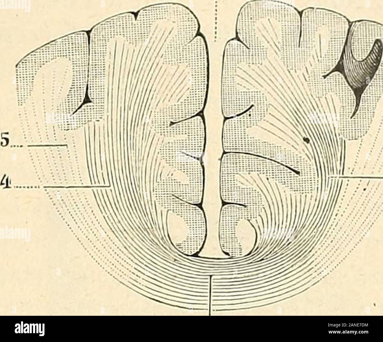 Traité d'anatomie humaine . xtré-mité occipitale du cerveau par une ...