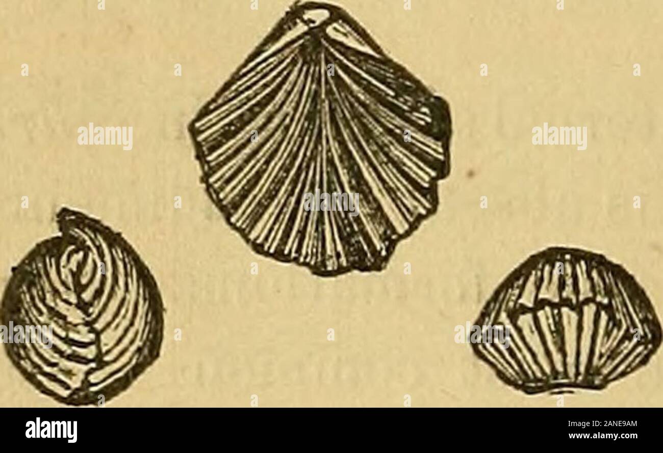 Atrypa reticularis Banque de photographies et d’images à haute ...