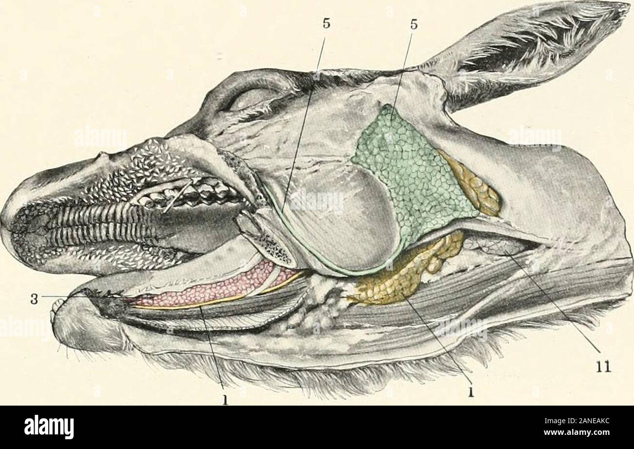 Glandes parotides Banque de photographies et d’images à haute ...