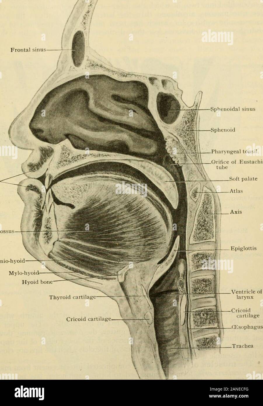 L'anatomie humaine, y compris la structure et le développement et des ...