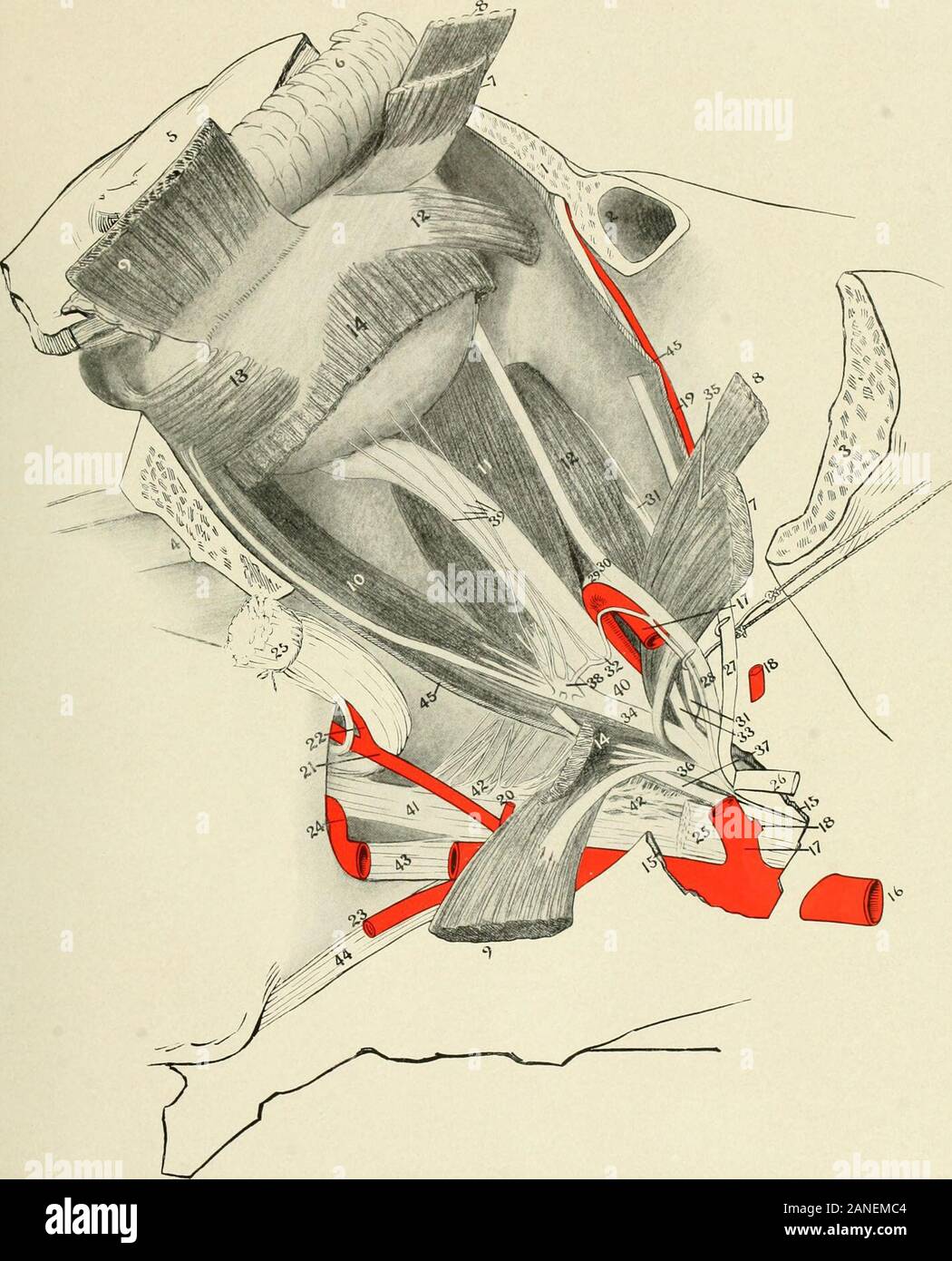 Cheval dissection artère Banque de photographies et d’images à haute ...