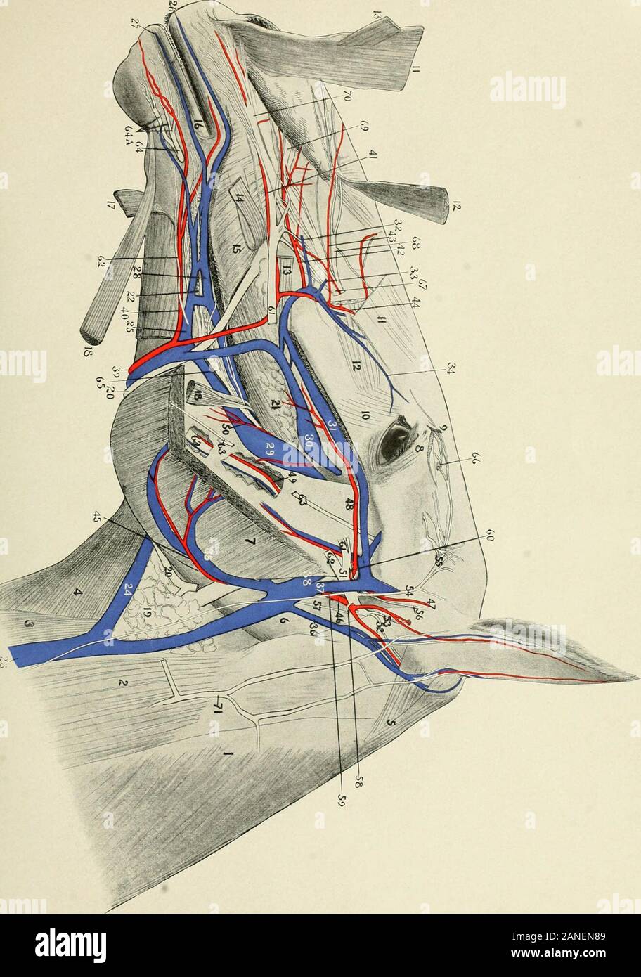 Orientations pour la dissection et l'étude des nerfs crâniens et les ...