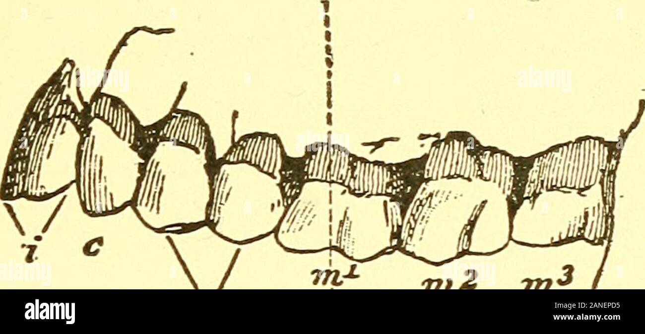 Ordre d'apparition des dents Banque de photographies et d’images à ...