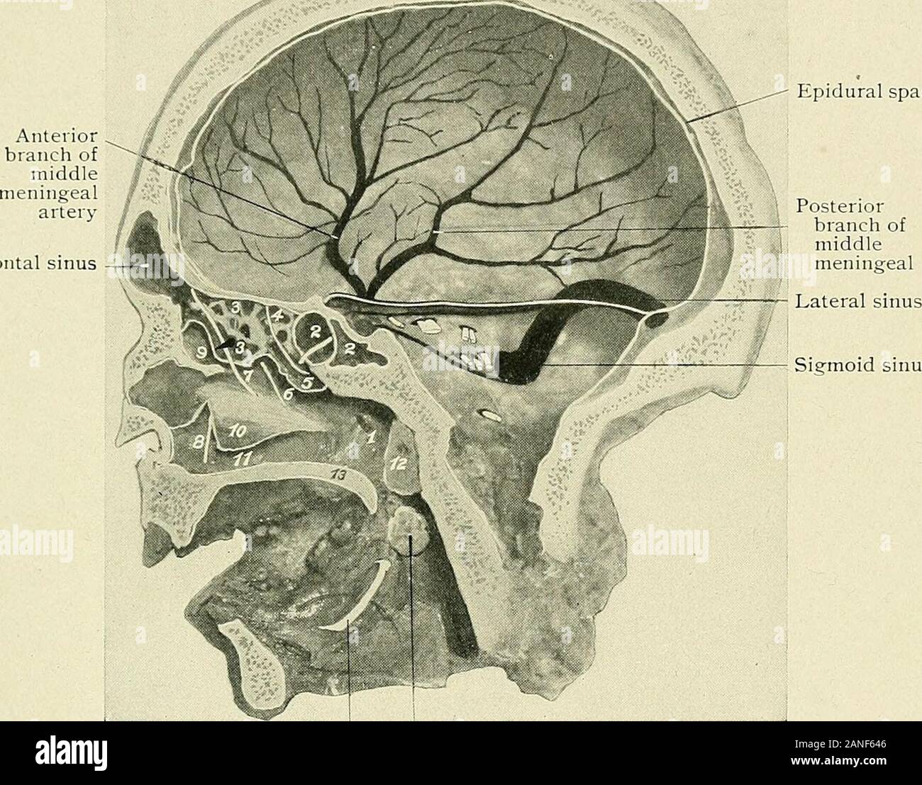 Sinus sigmoïde Banque de photographies et d’images à haute résolution ...