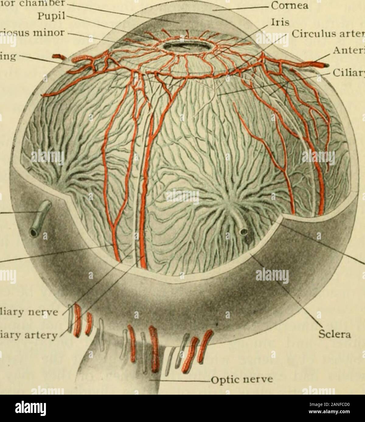 Arcus senilis Banque de photographies et d’images à haute résolution ...