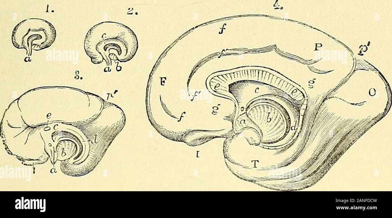 Foramen de monro Banque de photographies et d’images à haute résolution ...