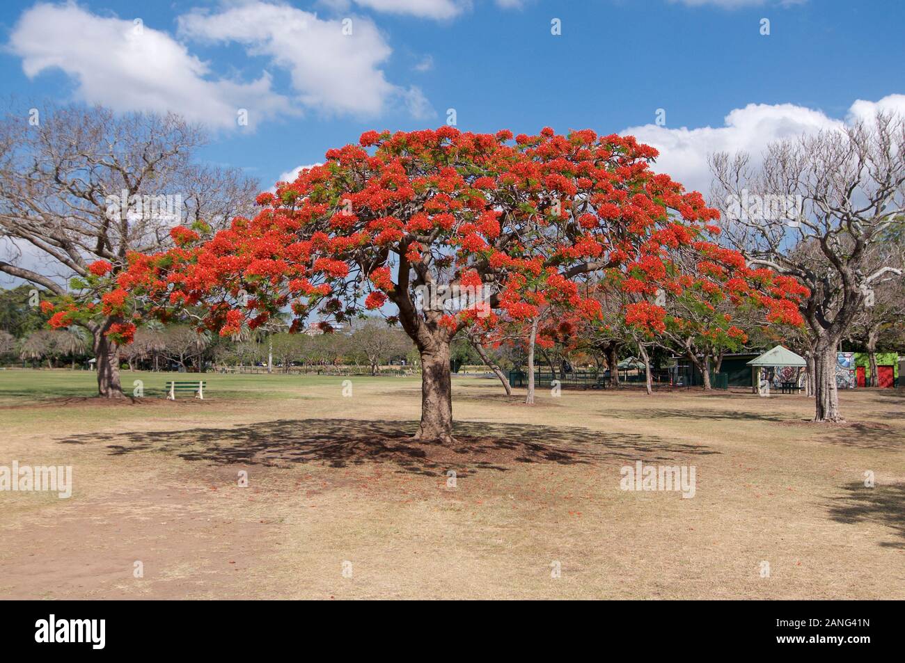 Vue d'un arbre en fleurs Royal Poinciana (Delonix regia) également ...
