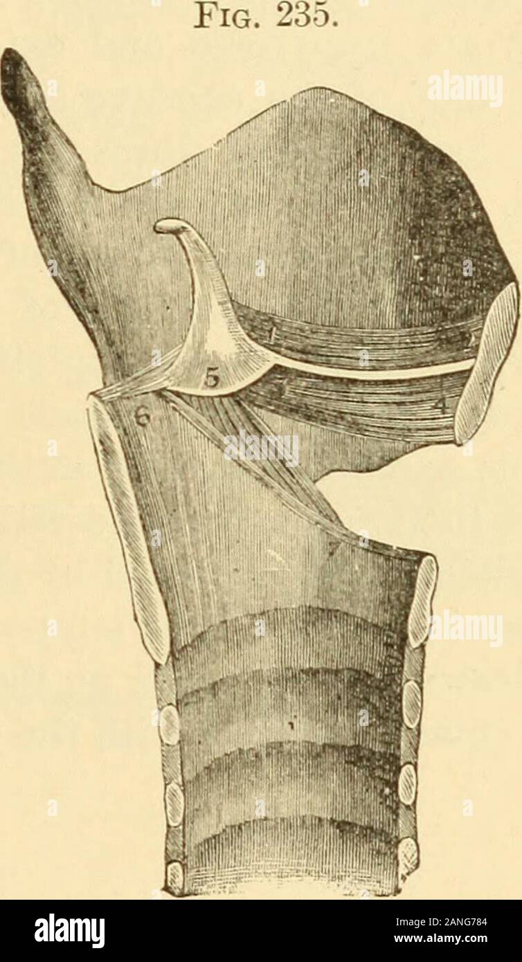Les muscles de la gorge Banque de photographies et d’images à haute ...