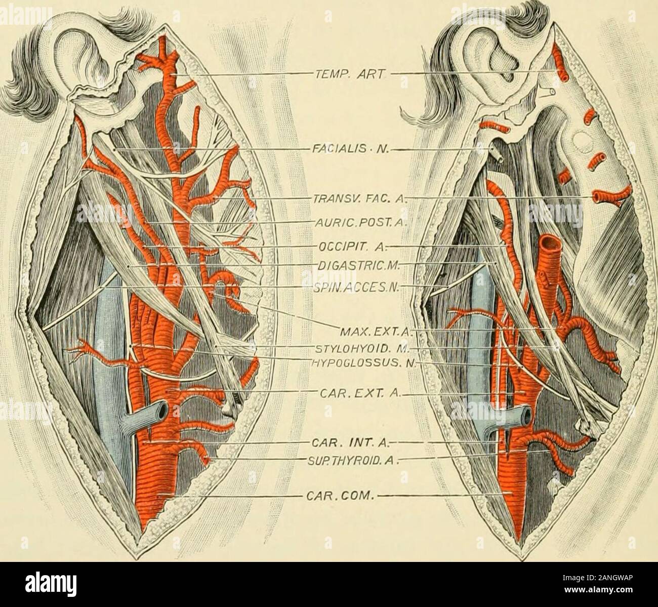 Arteria carotide interna Banque de photographies et d’images à haute ...