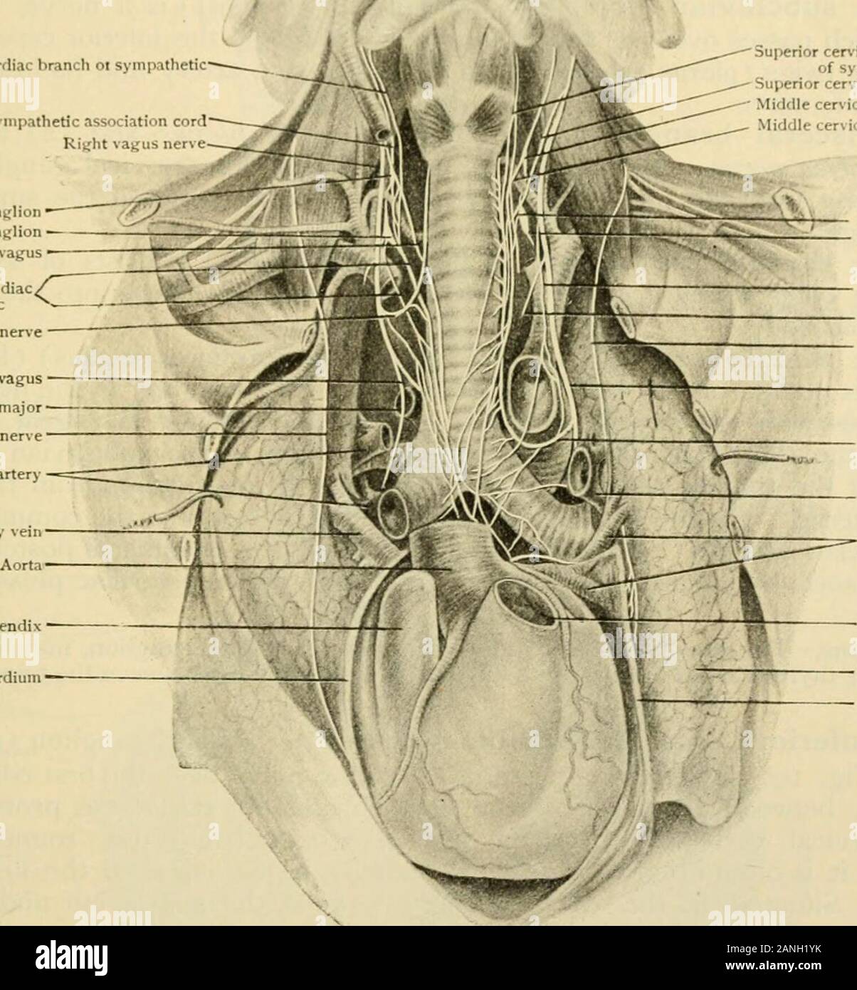 L'anatomie humaine, y compris la structure et le développement et des ...