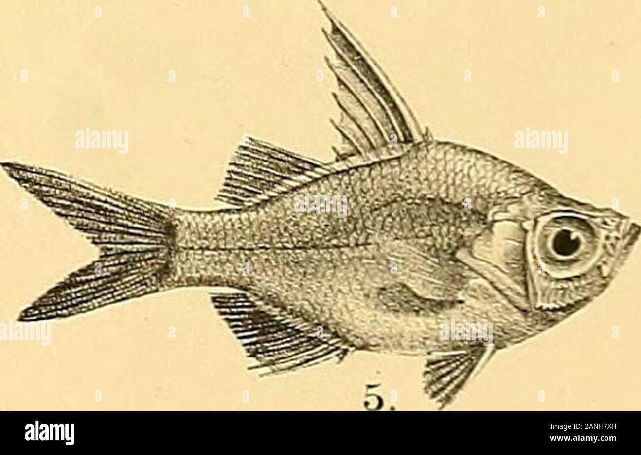 Les poissons de l'Inde ; être une histoire naturelle des poissons ...