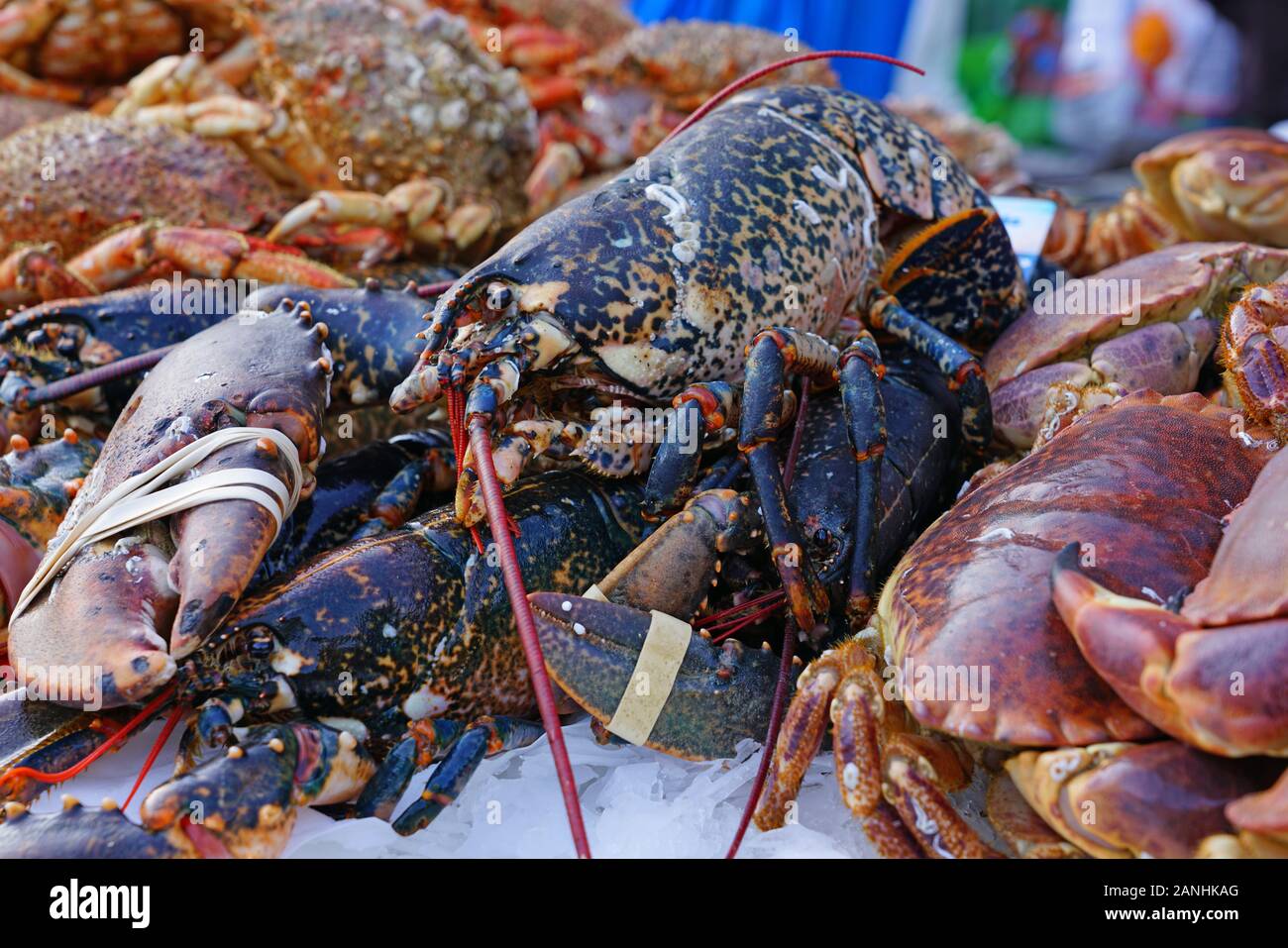 Homard Bleu Bretagne France Banque d'image et photos - Alamy