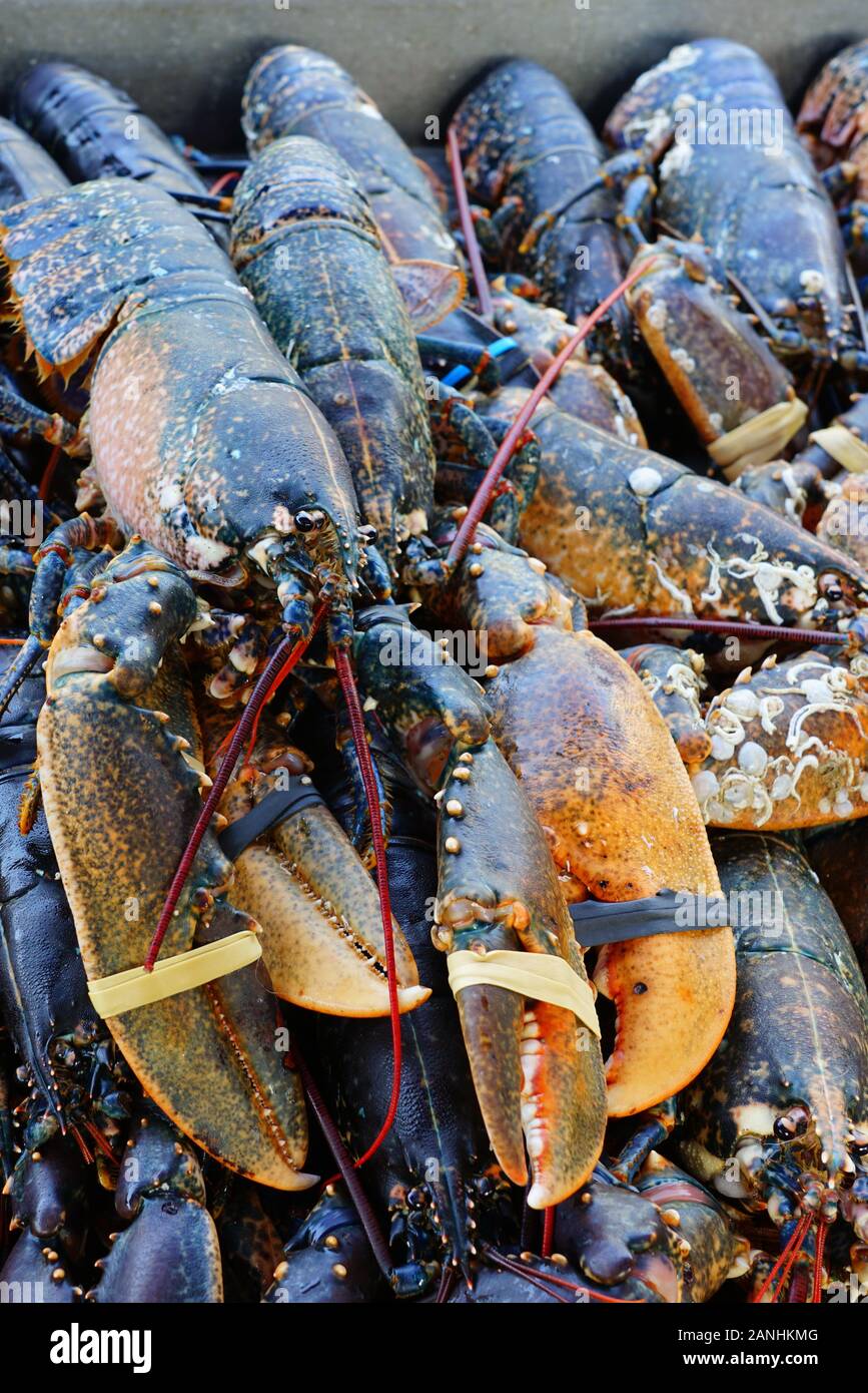 Homard vivant breton Banque de photographies et d’images à haute ...