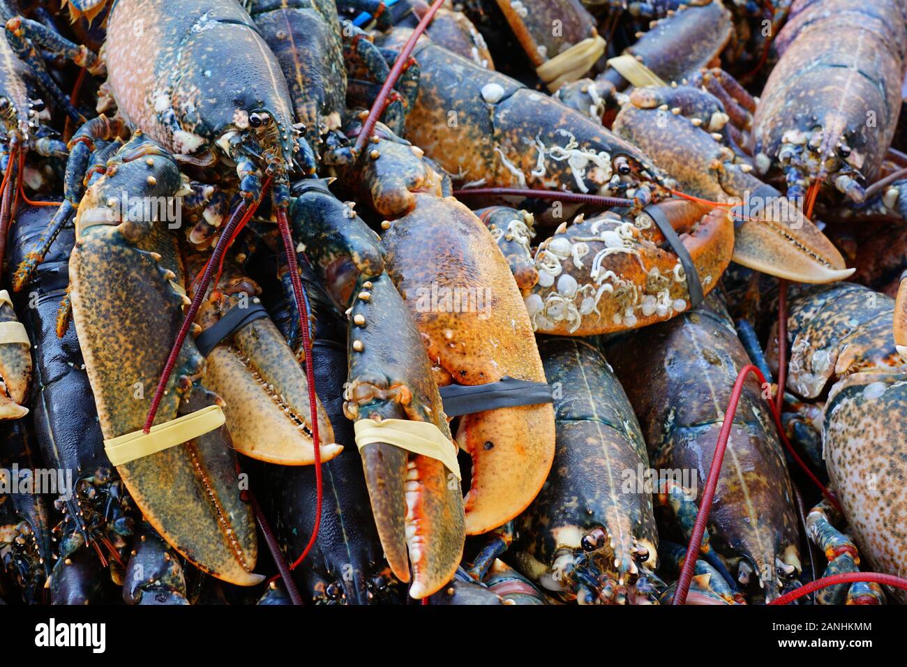 Homard vivant breton Banque de photographies et d’images à haute ...