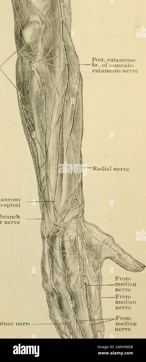 Anatomie du muscle brachial Banque de photographies et d’images à haute ...