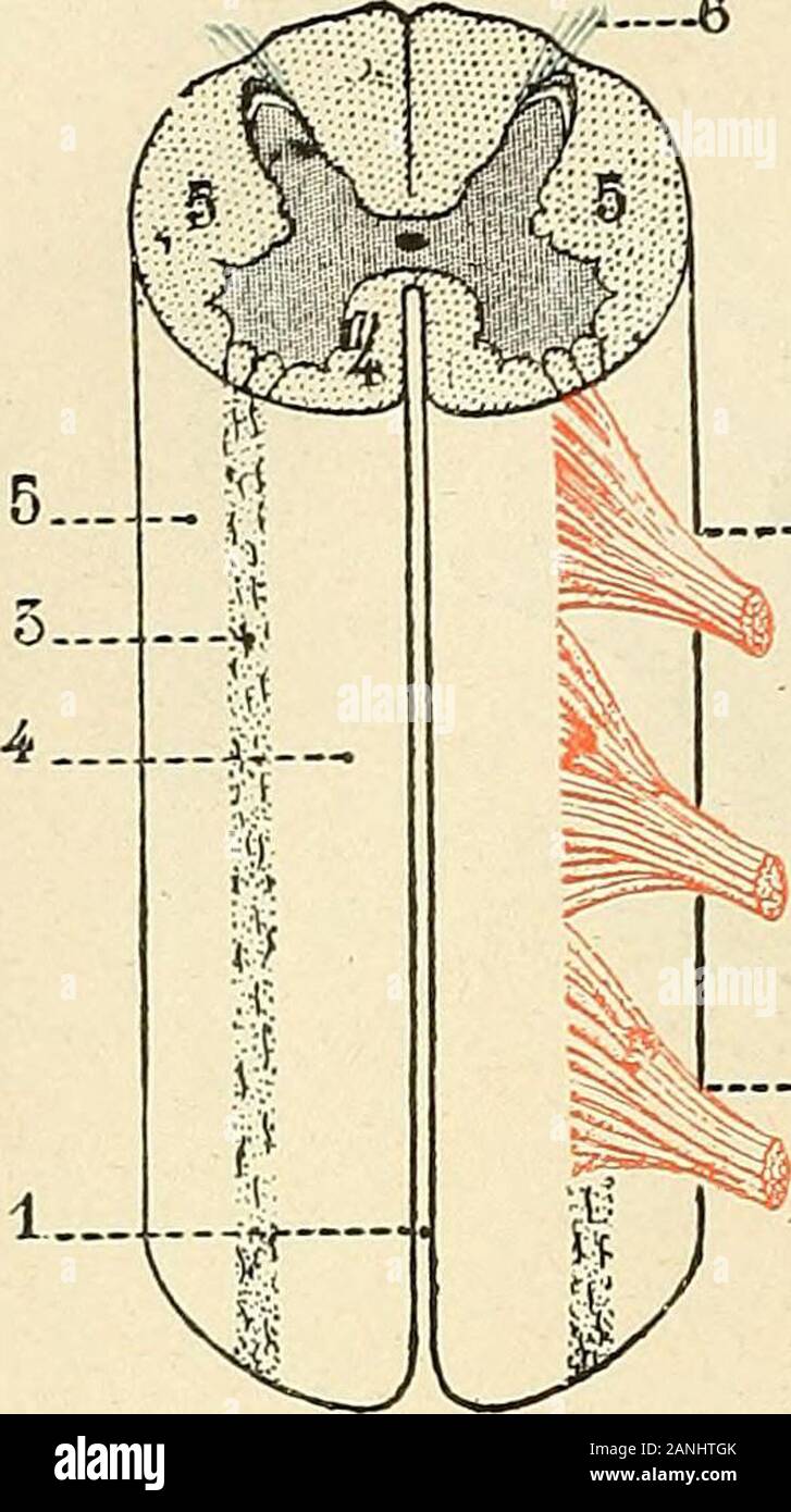 Traité d'anatomie humaine . eure. - La face antérieure (fig. 295) nous ...