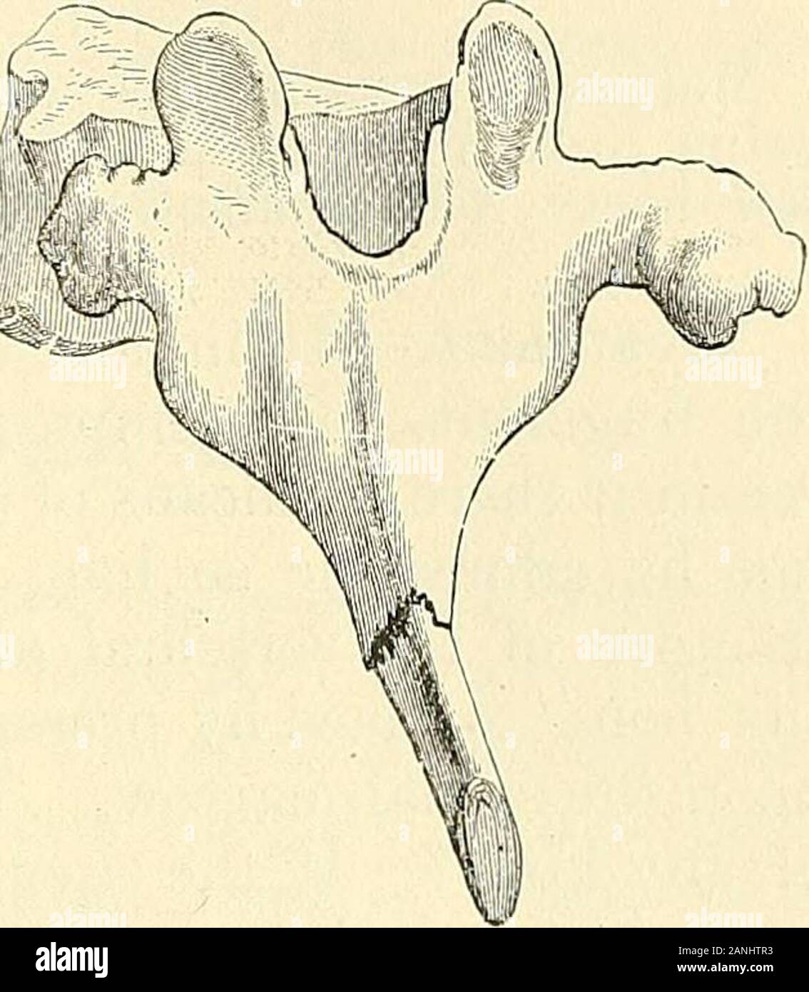 Apophyse transverse de l'atlas Banque de photographies et d’images à ...